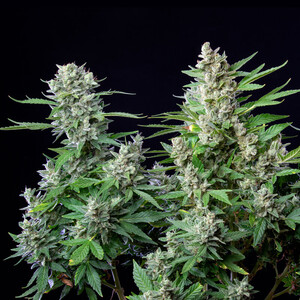 Kup nasiona marihuany Easy Bud - Royal Queen Seeds