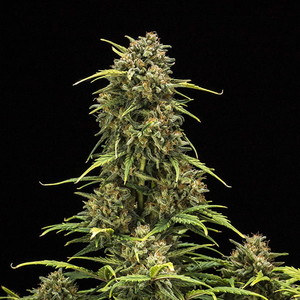 Kup nasiona marihuany Sweet Skunk Auto 🦨 - Royal Queen Seeds