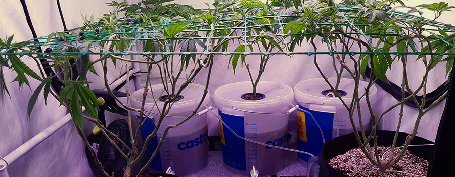 Od metody SOG do SCROG - Royal Queen Seeds